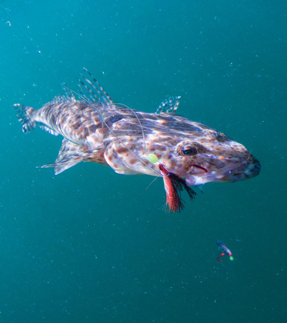 Flathead - Species Guide